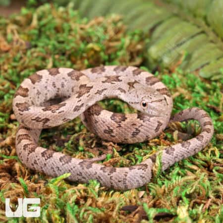 Baby Yellow Ratsnakes for sale - Underground Reptiles