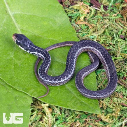 Electric Blue Garter Snakes For Sale - Underground Reptiles