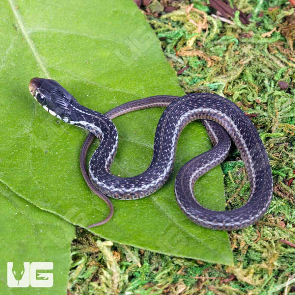 Garter, Gophers, Bull & Pine Snakes For Sale - Underground Reptiles