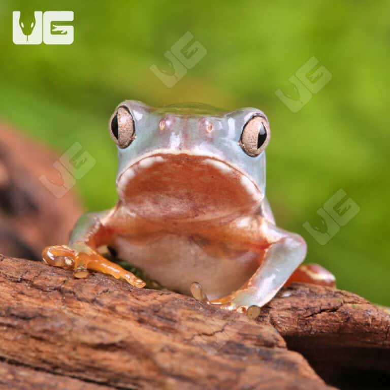 Amphibians for Sale - Frogs, Newts, Salamanders and More!