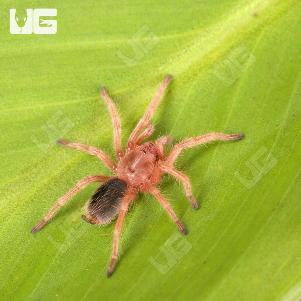 Chilean Rose Hair Tarantula (Grammostola rosea) For Sale - Underground ...