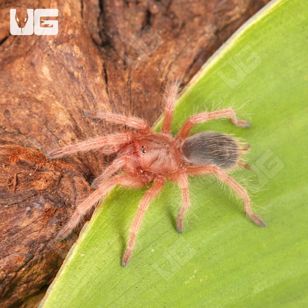 Chilean Rose Hair Tarantula (Grammostola rosea) For Sale - Underground ...