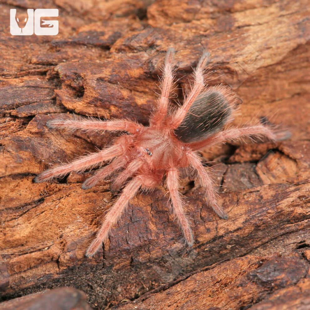 Chilean Rose Hair Tarantula (Grammostola rosea) For Sale - Underground ...