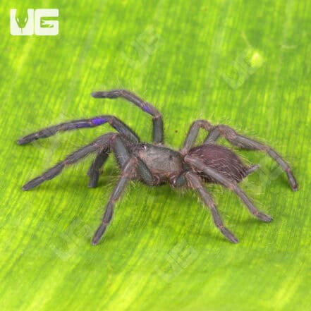 Vietnam Electric Blue Earth Tiger Tarantula (Chilobrachys sp) For Sale ...