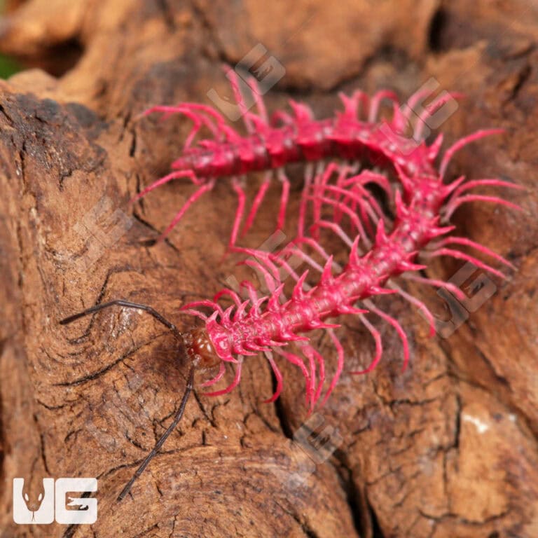 Centipedes, Millipedes and More For Sale - Underground Reptiles