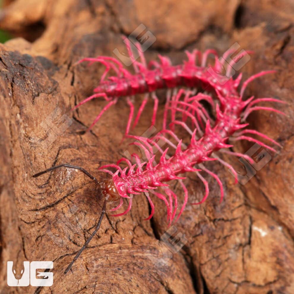 Centipedes, Millipedes and More For Sale - Underground Reptiles
