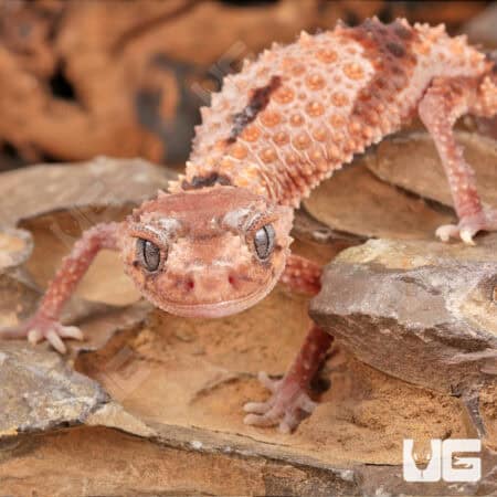 Adult Female Northern Banded Knobtail Gecko For Sale - Underground Reptiles