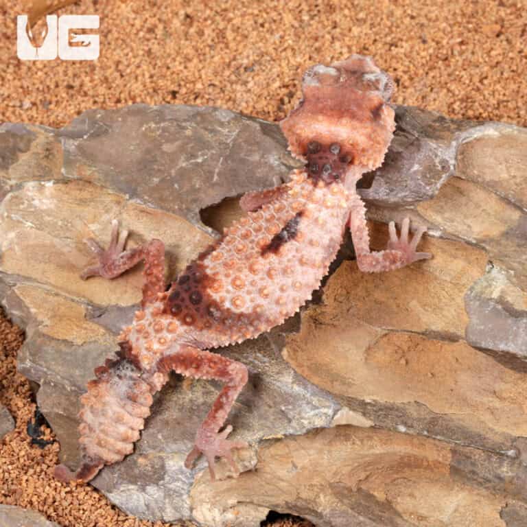 Adult Female Northern Banded Knobtail Gecko For Sale - Underground Reptiles