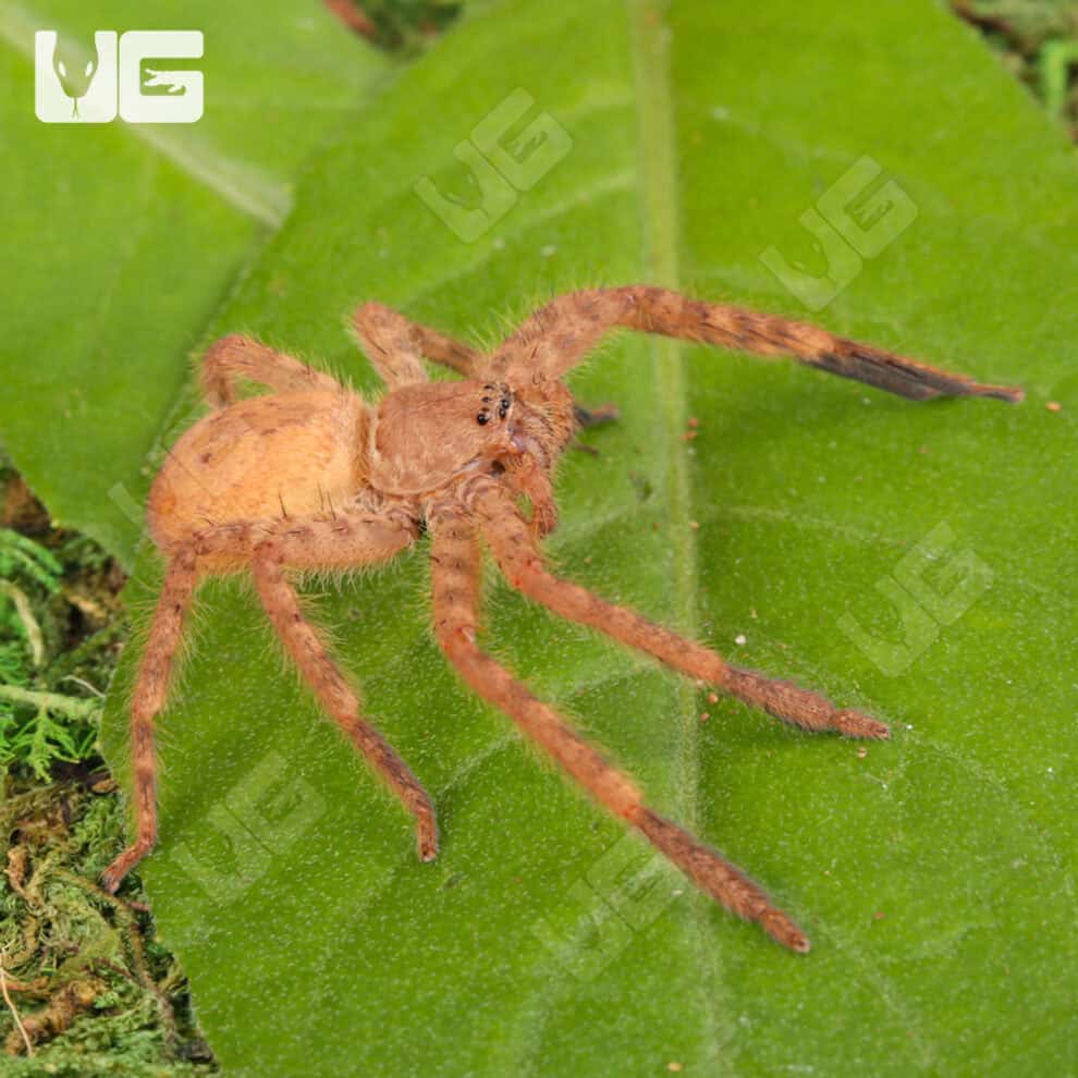 Orange Crab Huntsman Spiders for sale - Underground Reptiles