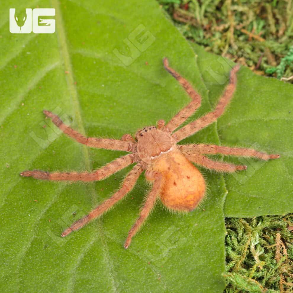 Orange Crab Huntsman Spiders for sale - Underground Reptiles