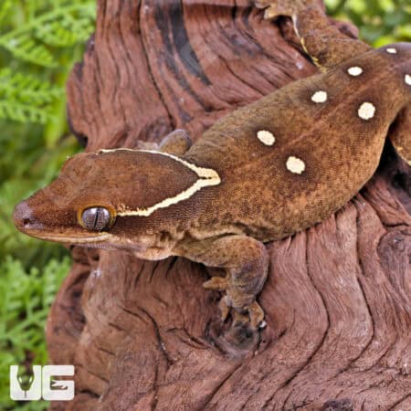Male White Collar Sarasinorum Geckos For Sale - Underground Reptiles