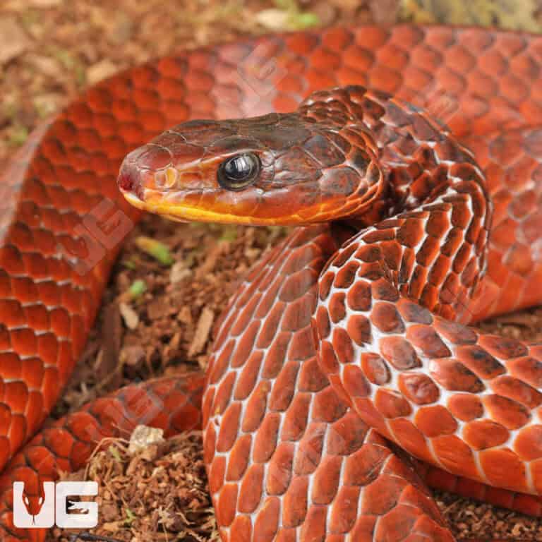 Smooth Machete Fire Snakes For Sale - Underground Reptiles