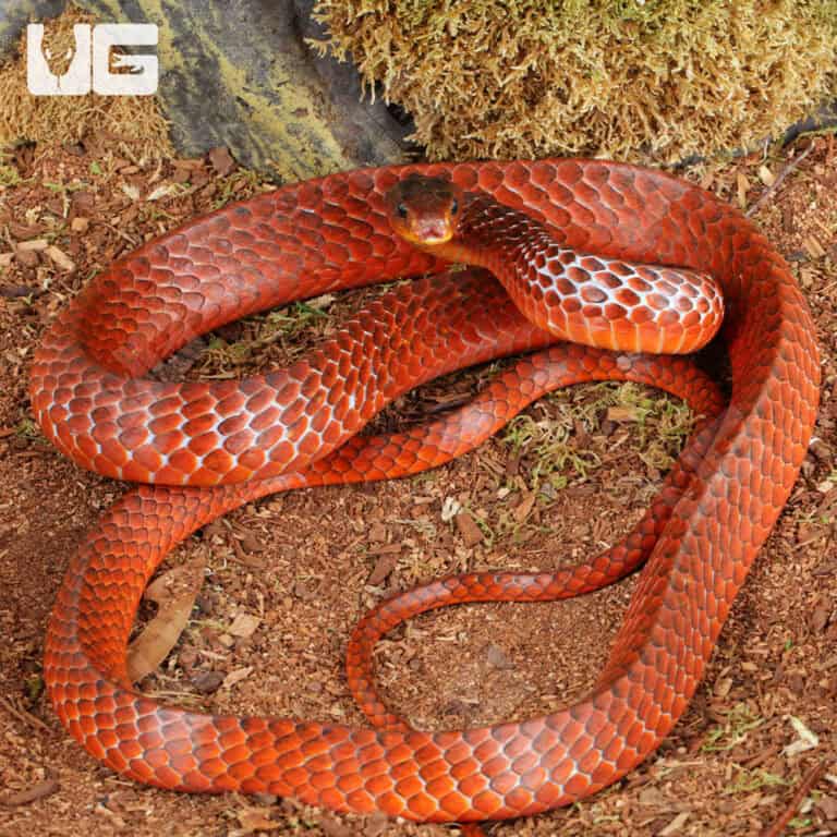 Smooth Machete Fire Snakes For Sale - Underground Reptiles