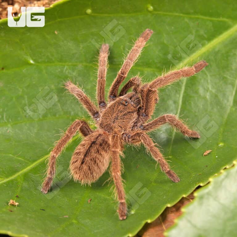 Thai Black Tarantulas For Sale - Underground Reptiles