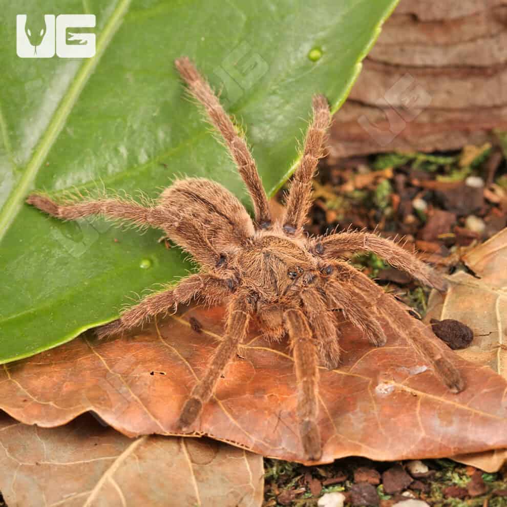 Thai Black Tarantulas For Sale - Underground Reptiles