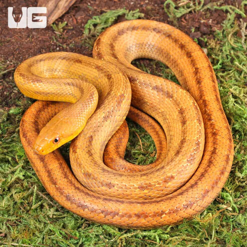 Yearling Yellow Ratsnakes for sale - Underground Reptiles