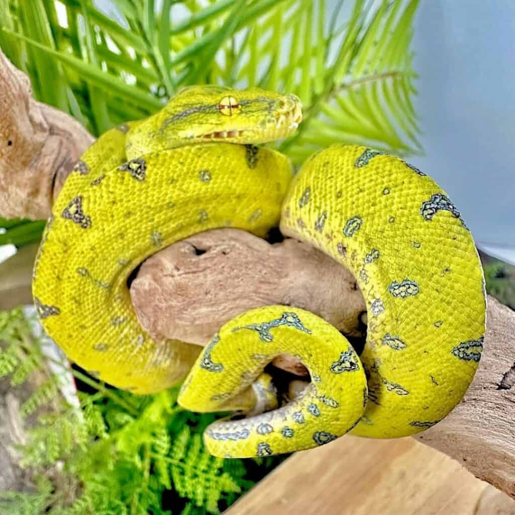 All Snakes For Sale - Underground Reptiles