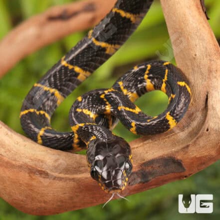 Mangrove Snakes For Sale - Underground Reptiles