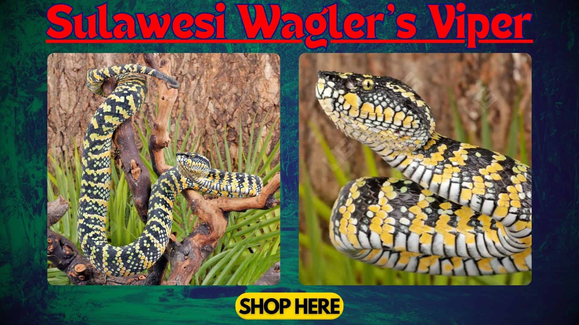 Underground Reptiles - Exotic Reptiles, Amphibians, Lizards and Mammals