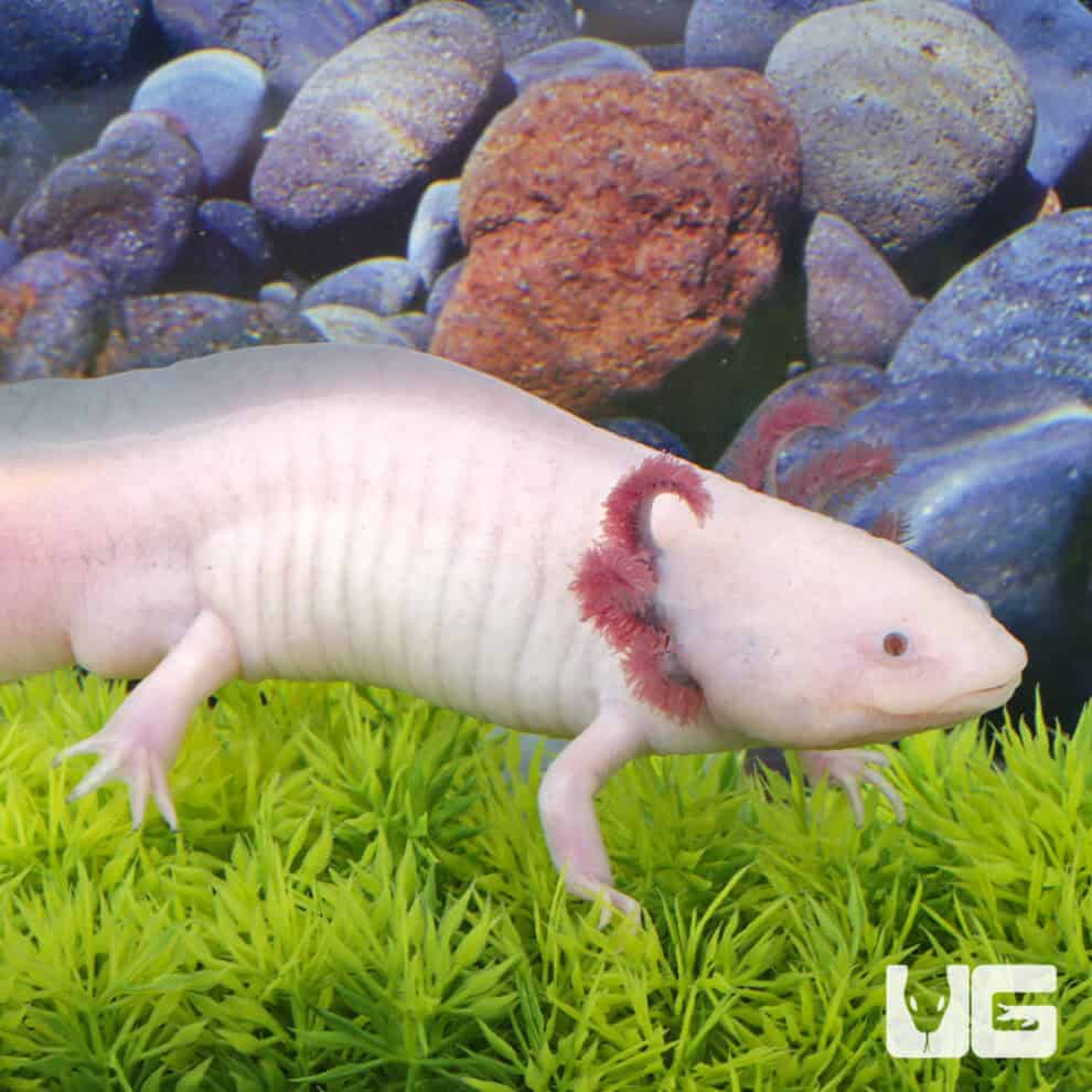Blue Gill Leucistic Axolotls For Sale - Underground Reptiles