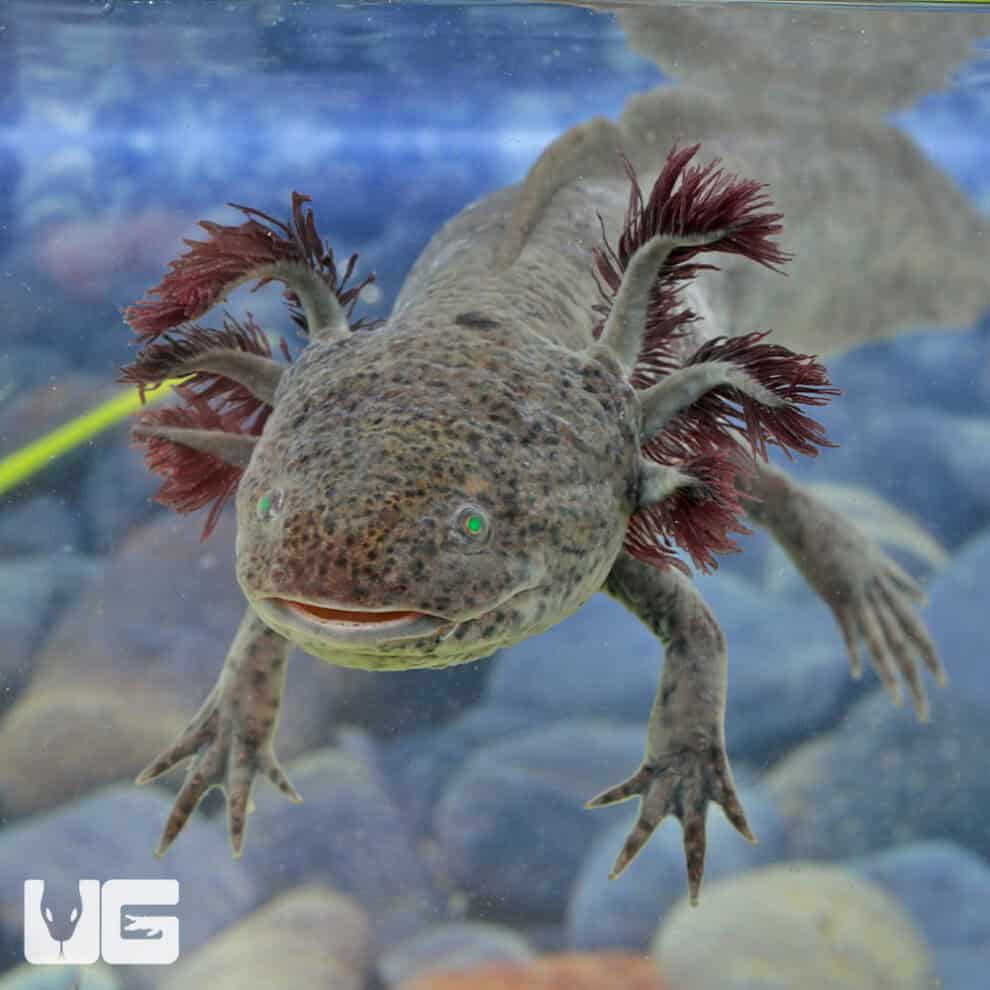 GFP Copper Axolotls For Sale - Underground Reptiles GFP Copper Axolotls For Sale - Underground Reptiles