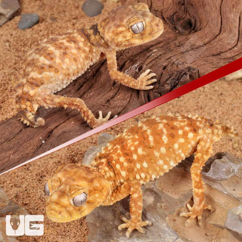 Adult Knobtail Gecko (Nephrusus levis) For Sale - Underground Reptiles