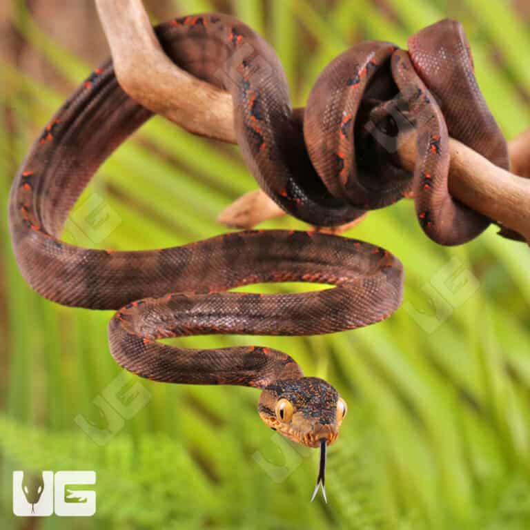 Baby Amazon Tree Boas For Sale - Underground Reptiles