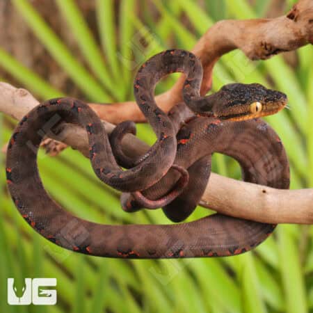 Baby Amazon Tree Boas For Sale - Underground Reptiles