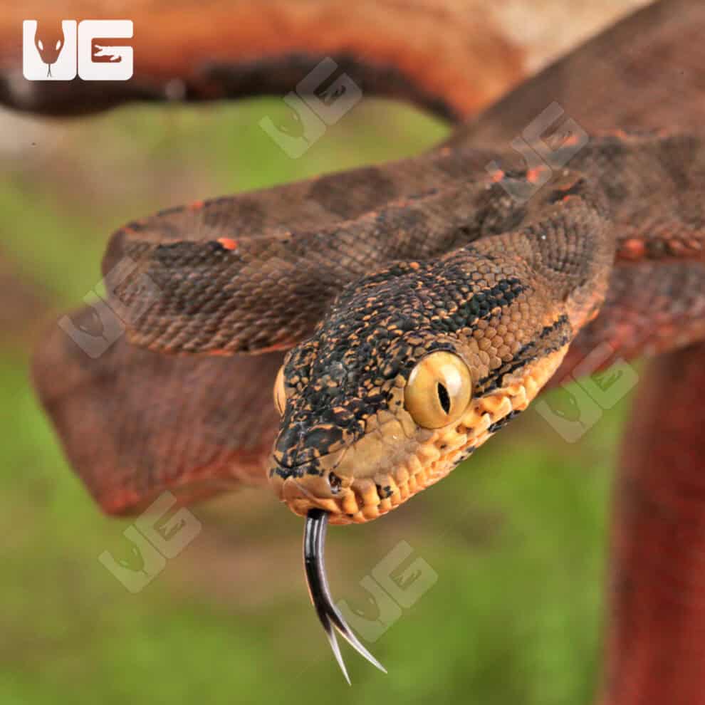 Baby Amazon Tree Boas For Sale - Underground Reptiles