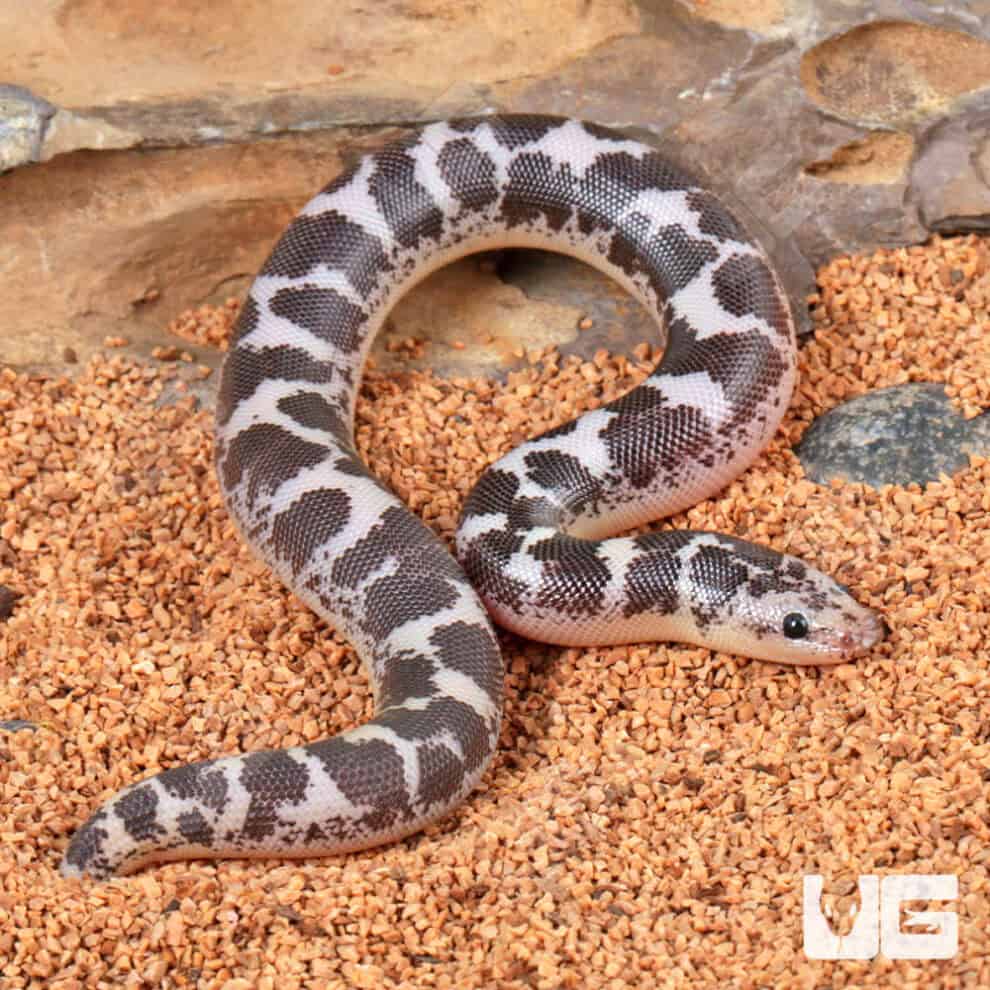 Baby Anery Kenyan Sand Boas For Sale - Underground Reptiles