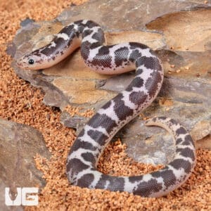 Baby Anery Kenyan Sand Boas For Sale - Underground Reptiles