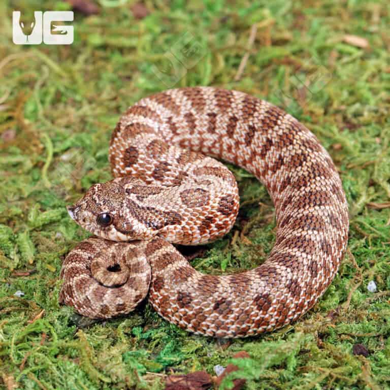 Baby Arctic Het Albino Hognose Snake For Sale - Underground Reptiles