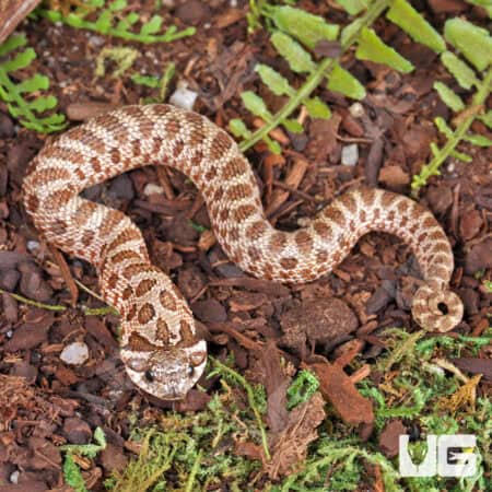 Baby Arctic Het Albino Hognose Snake For Sale - Underground Reptiles
