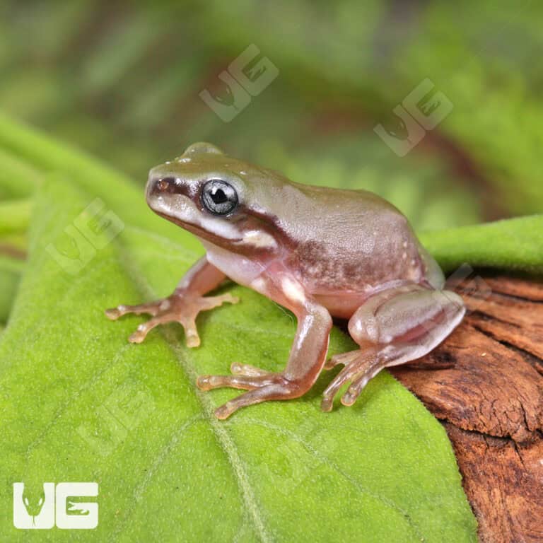 Baby Australian Blue Eyed Dumpy Tree Frog (Litoria caerulea) For Sale ...