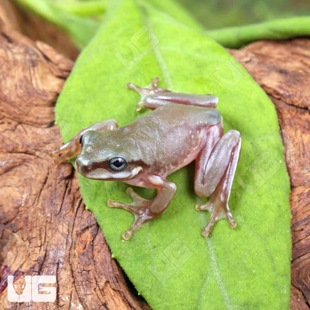Baby Australian Blue Eyed Dumpy Tree Frog (Litoria caerulea) For Sale ...