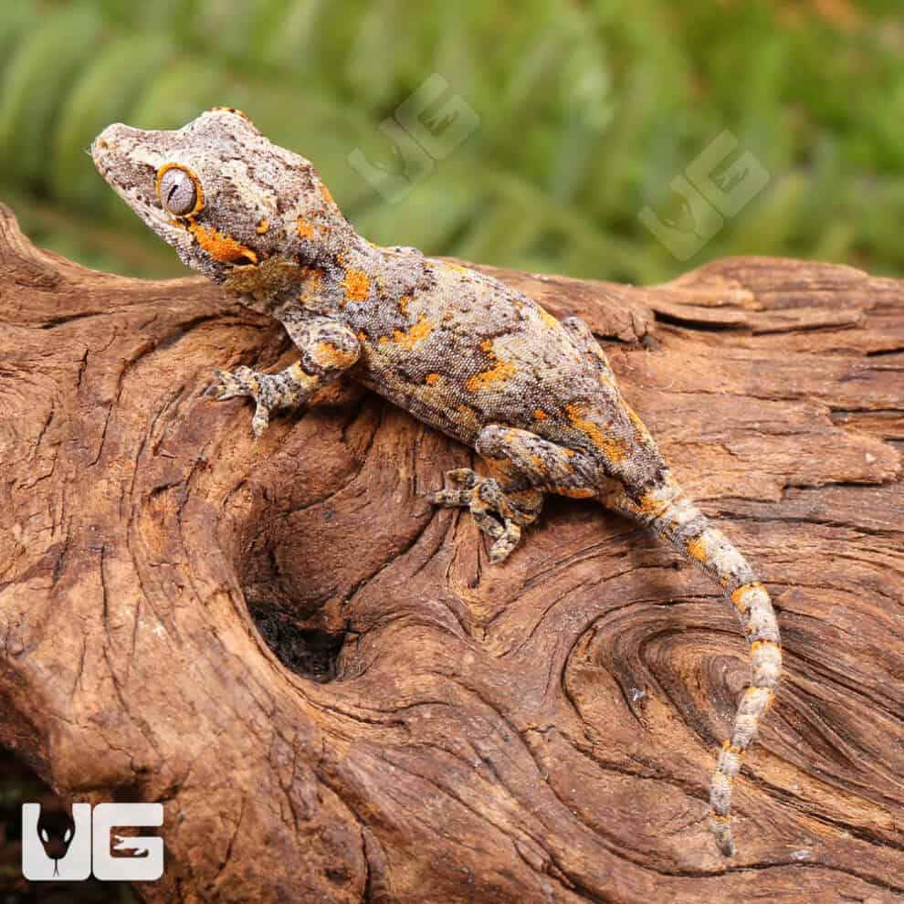 Baby Orange Blotched Gargoyle Geckos (Rhacodactylus auriculatus) For ...