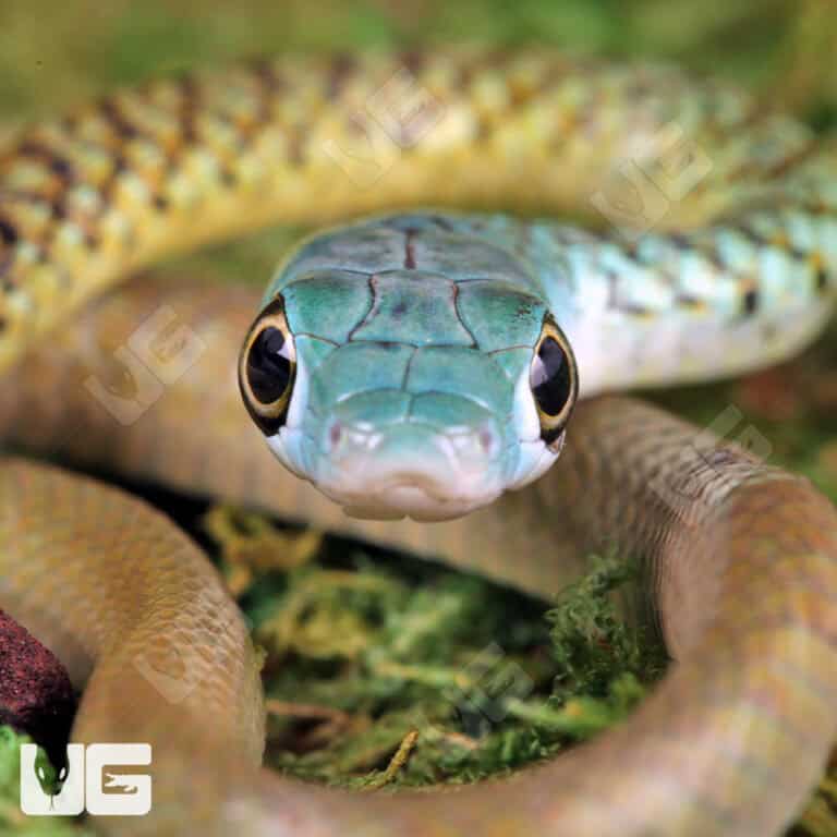 Baby Blue Head Green Bush Snakes For Sale - Underground Reptiles