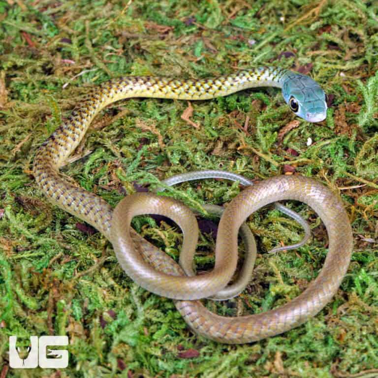 Baby Blue Head Green Bush Snakes For Sale - Underground Reptiles