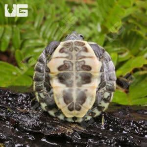 Baby Charcoal Ear Slider Turtles For Sale - Underground Reptiles