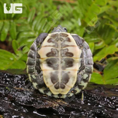Baby Charcoal Ear Slider Turtles For Sale - Underground Reptiles