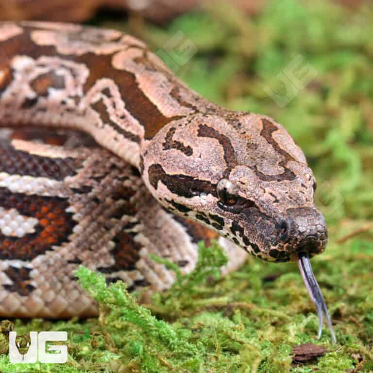 Boas For Sale - Underground Reptiles