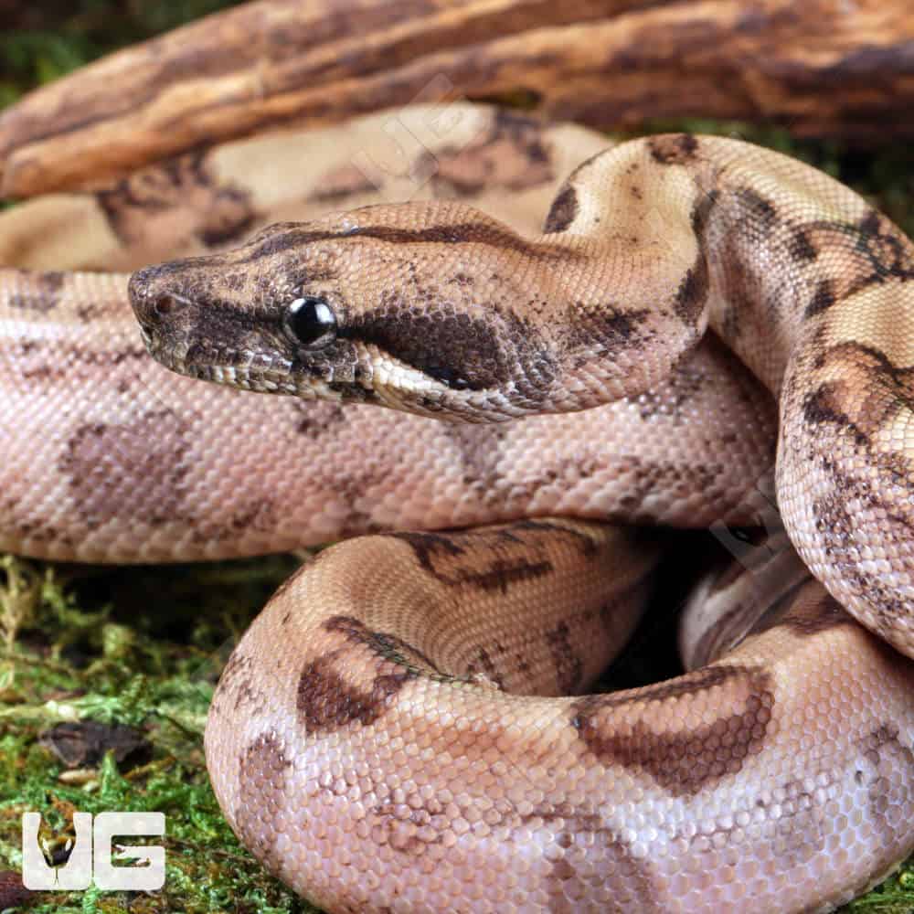Hypo Poss Het Anery Type 2 Blood Boa For Sale - Underground Reptiles