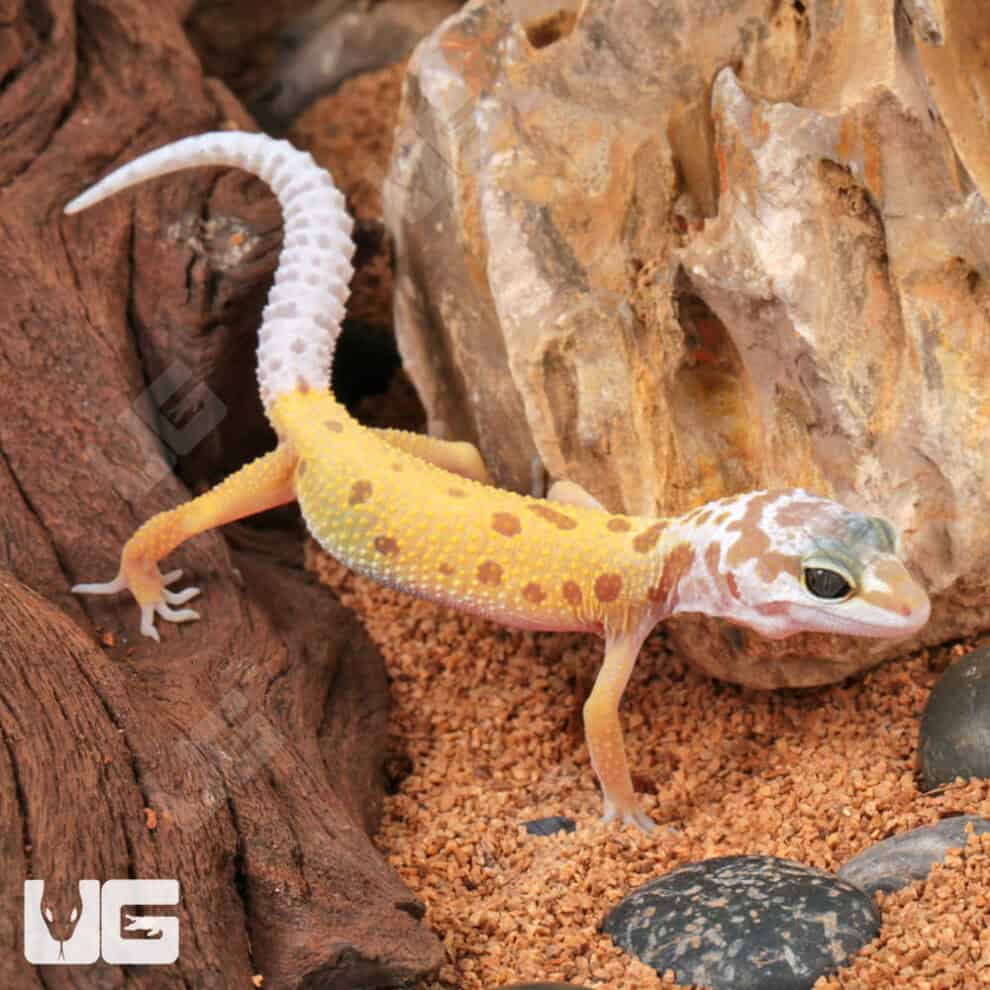 Baby Leucistic Leopard Gecko For Sale - Underground Reptiles