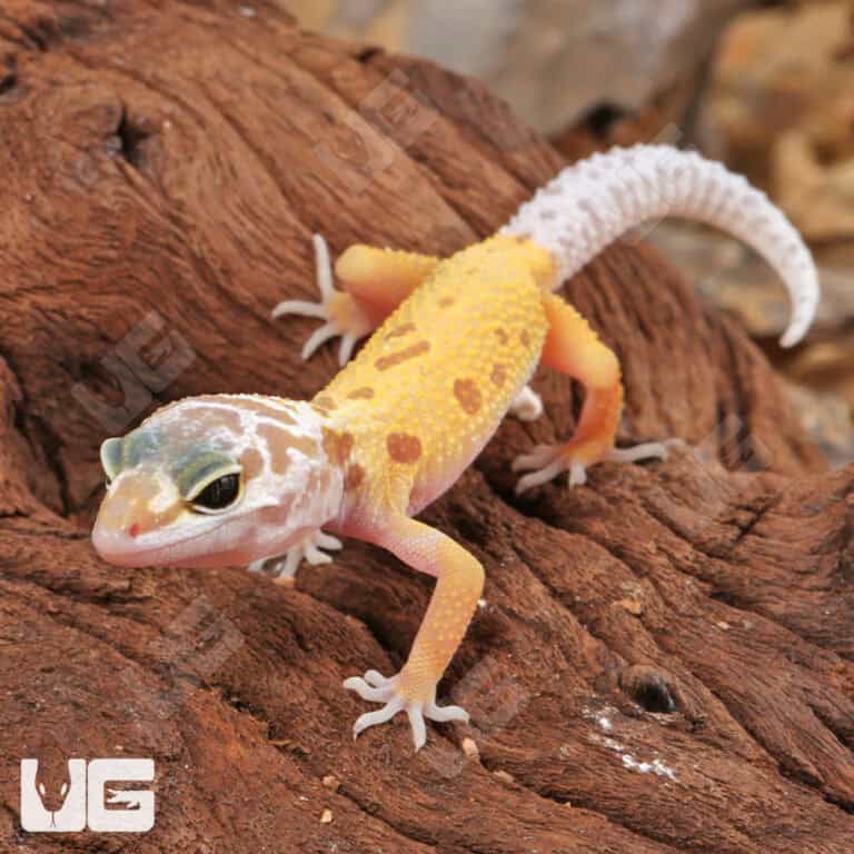 Baby Leucistic Leopard Gecko For Sale - Underground Reptiles