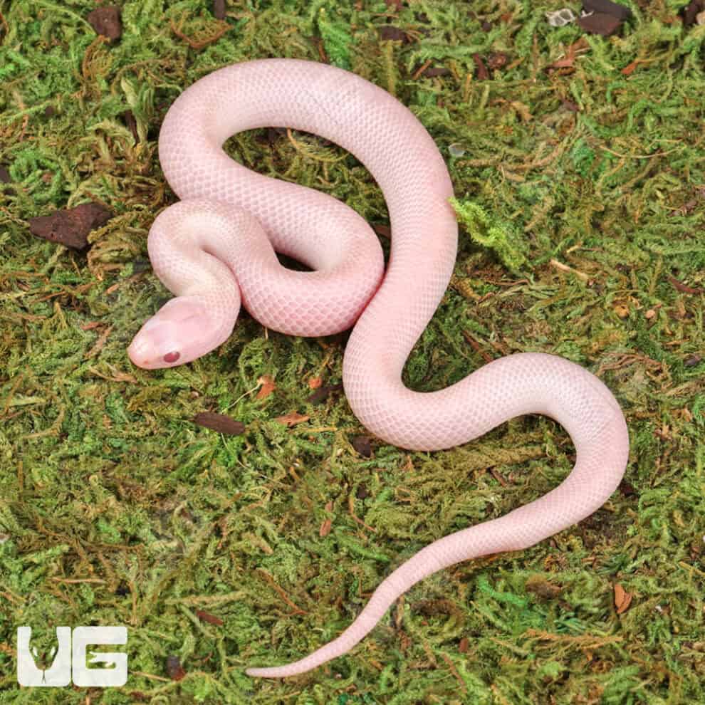 Baby Magenta Brooks Kingsnake For Sale - Underground Reptiles