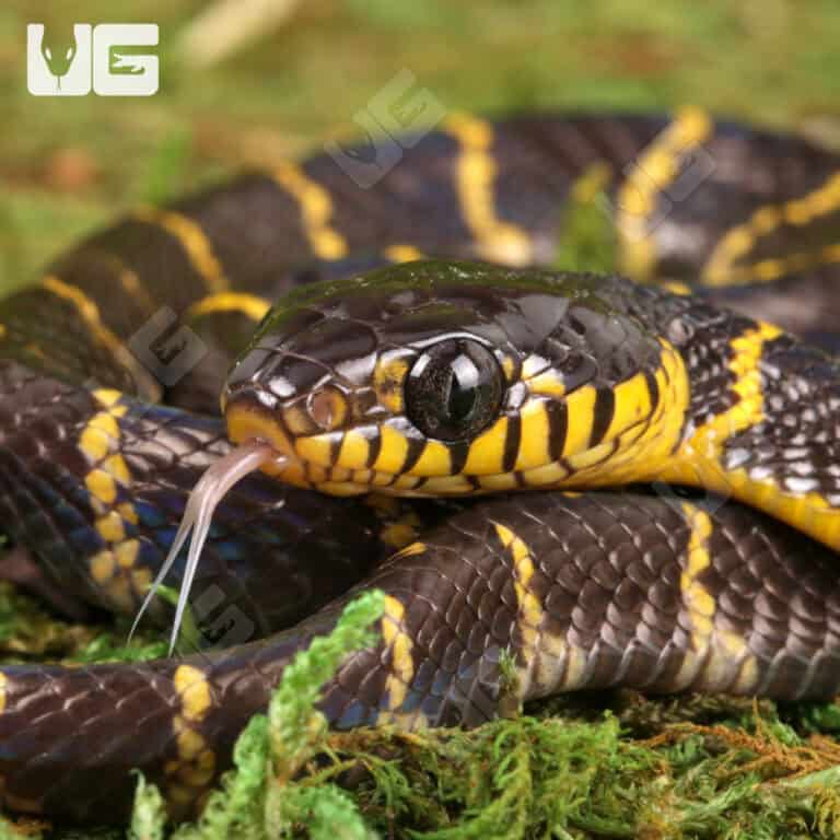 Venomous Snakes & Lizards For Sale - Underground Reptiles