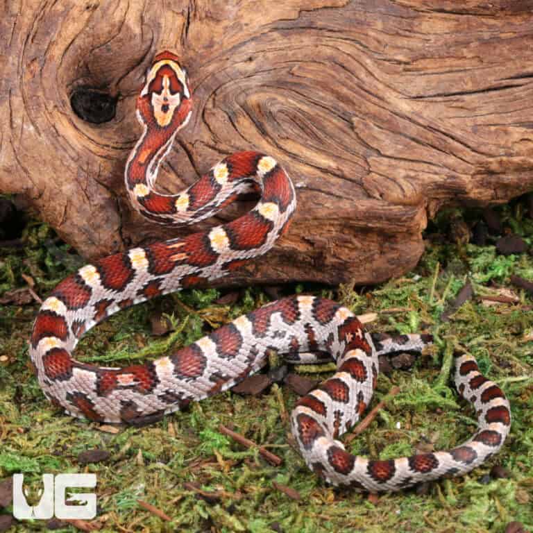 Baby Okeetee Cornsnakes For Sale - Underground Reptiles