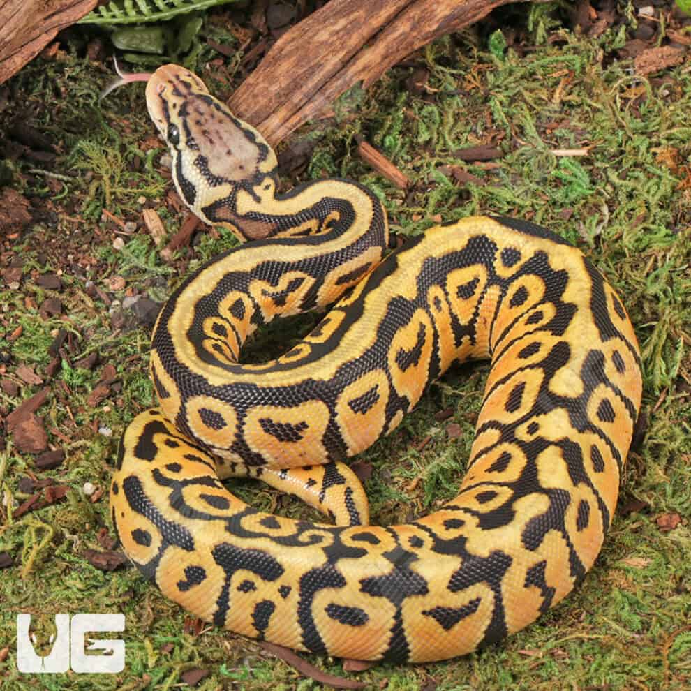 Snakes For Sale - Underground Reptiles
