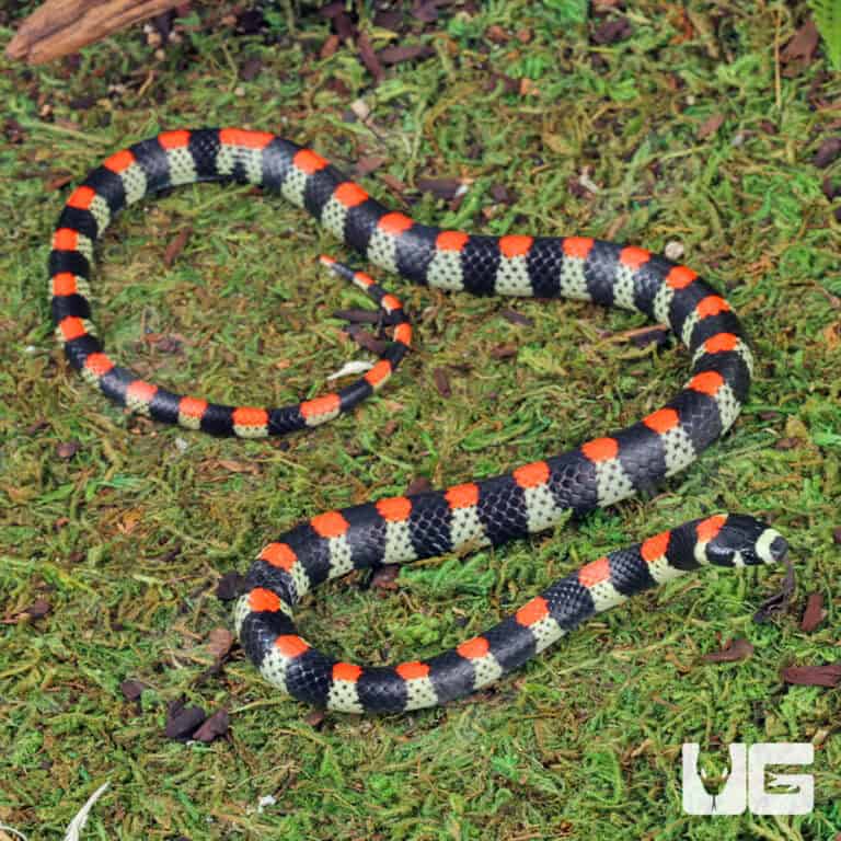 Black Banded Snake For Sale - Underground Reptiles