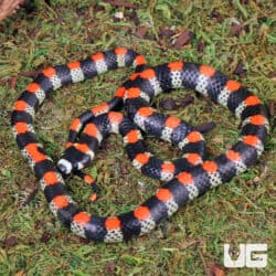 Black Banded Snake For Sale - Underground Reptiles